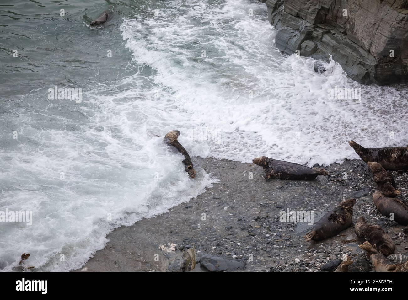 Mutton cove seals hi-res stock photography and images - Alamy