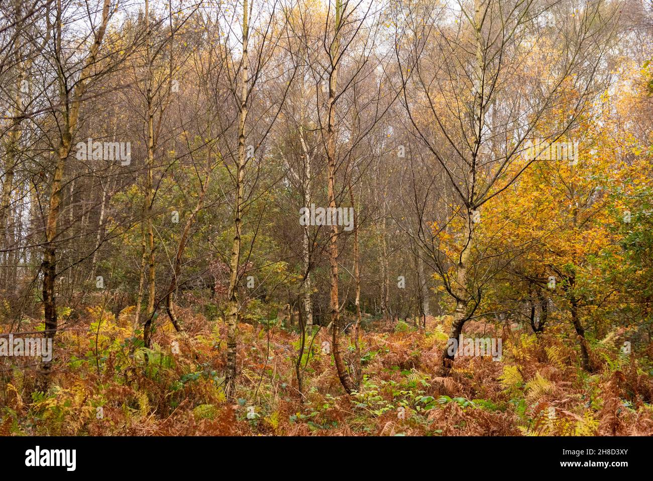 Budby south forest hi-res stock photography and images - Alamy