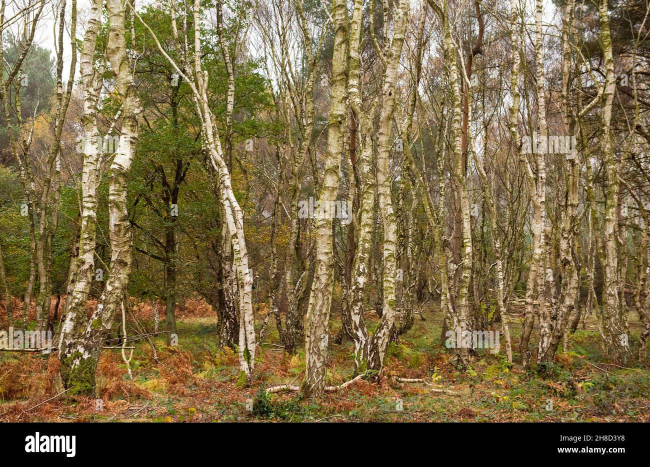 Budby south forest hi-res stock photography and images - Alamy