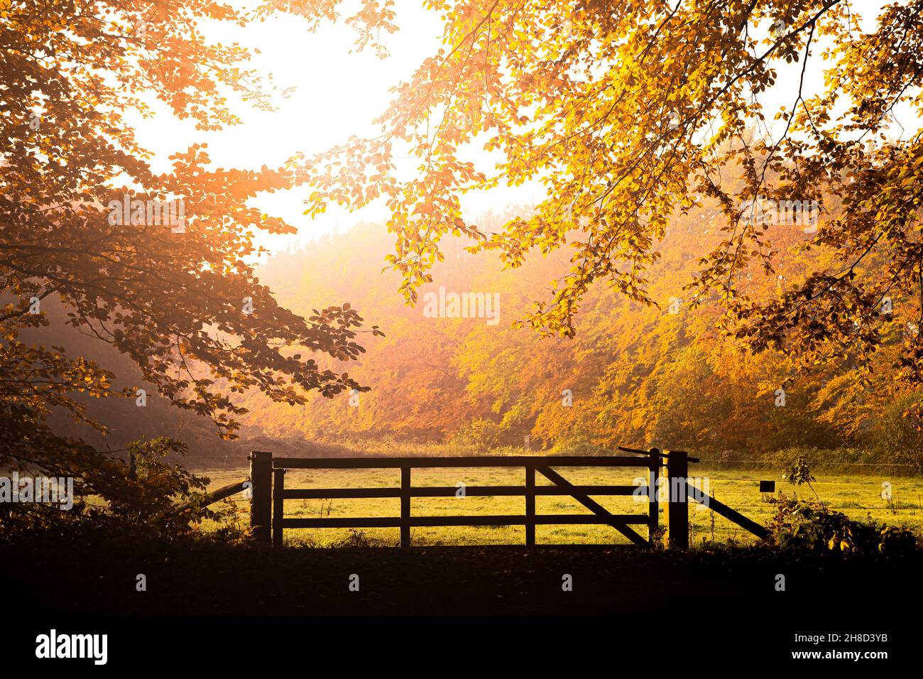 Sunlight shining through the trees in a forest with a gate to a meadow ...