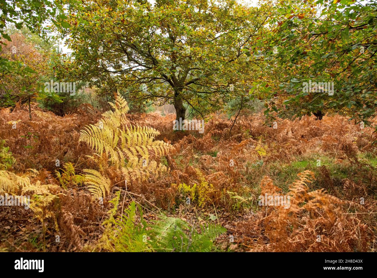 Budby south forest hi-res stock photography and images - Alamy