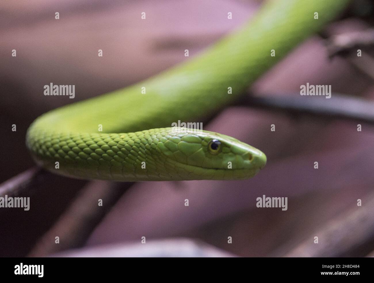 Closeup shot of a green arboreal snake Stock Photo - Alamy