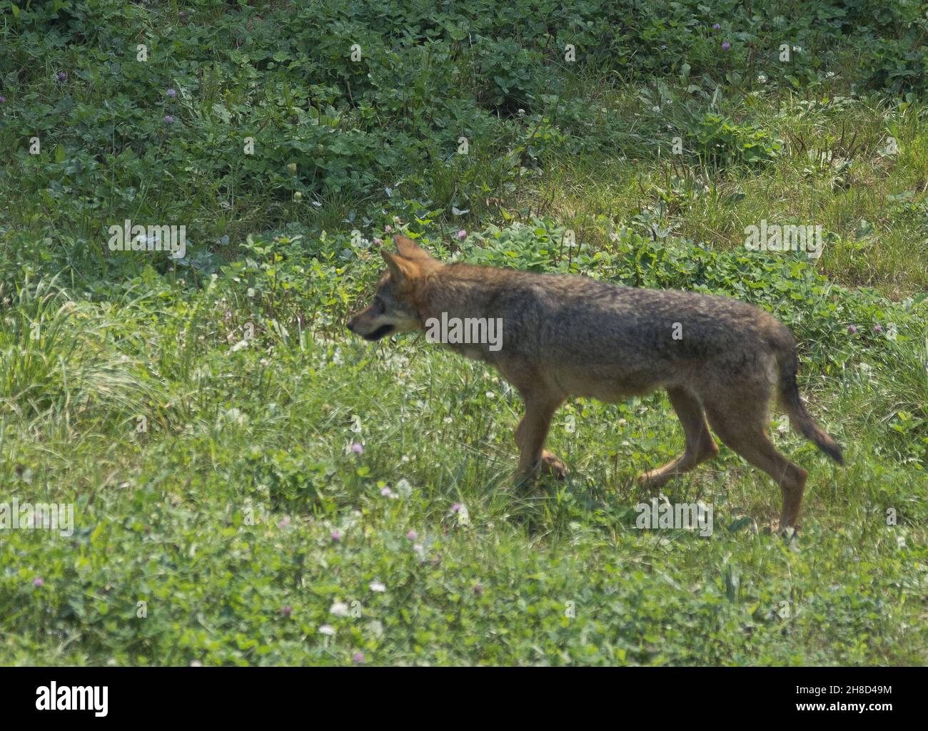 Iberian wolf in the green grass in Spain Stock Photo - Alamy