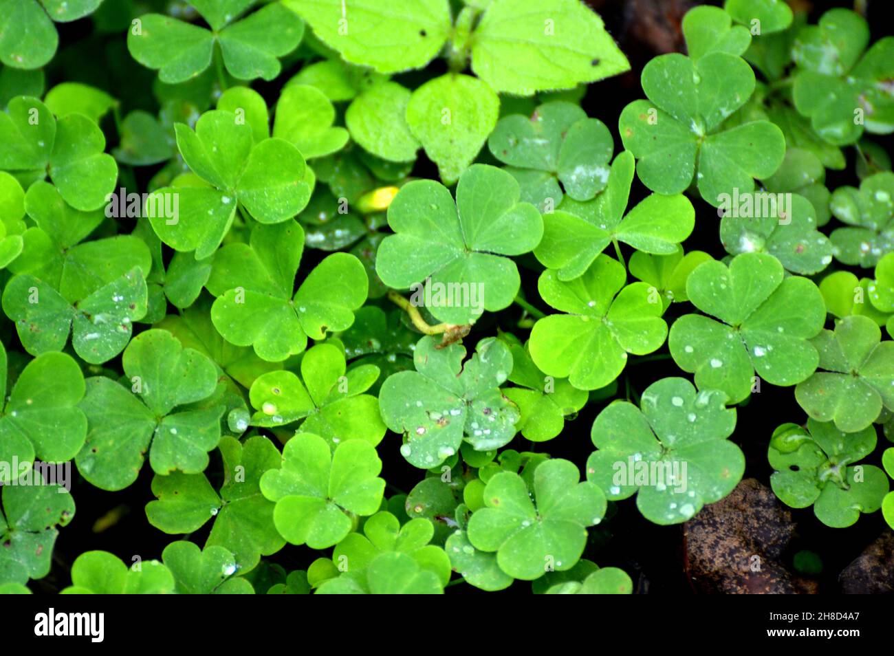 Natural green background with fresh green clover leaves. Spring and ...