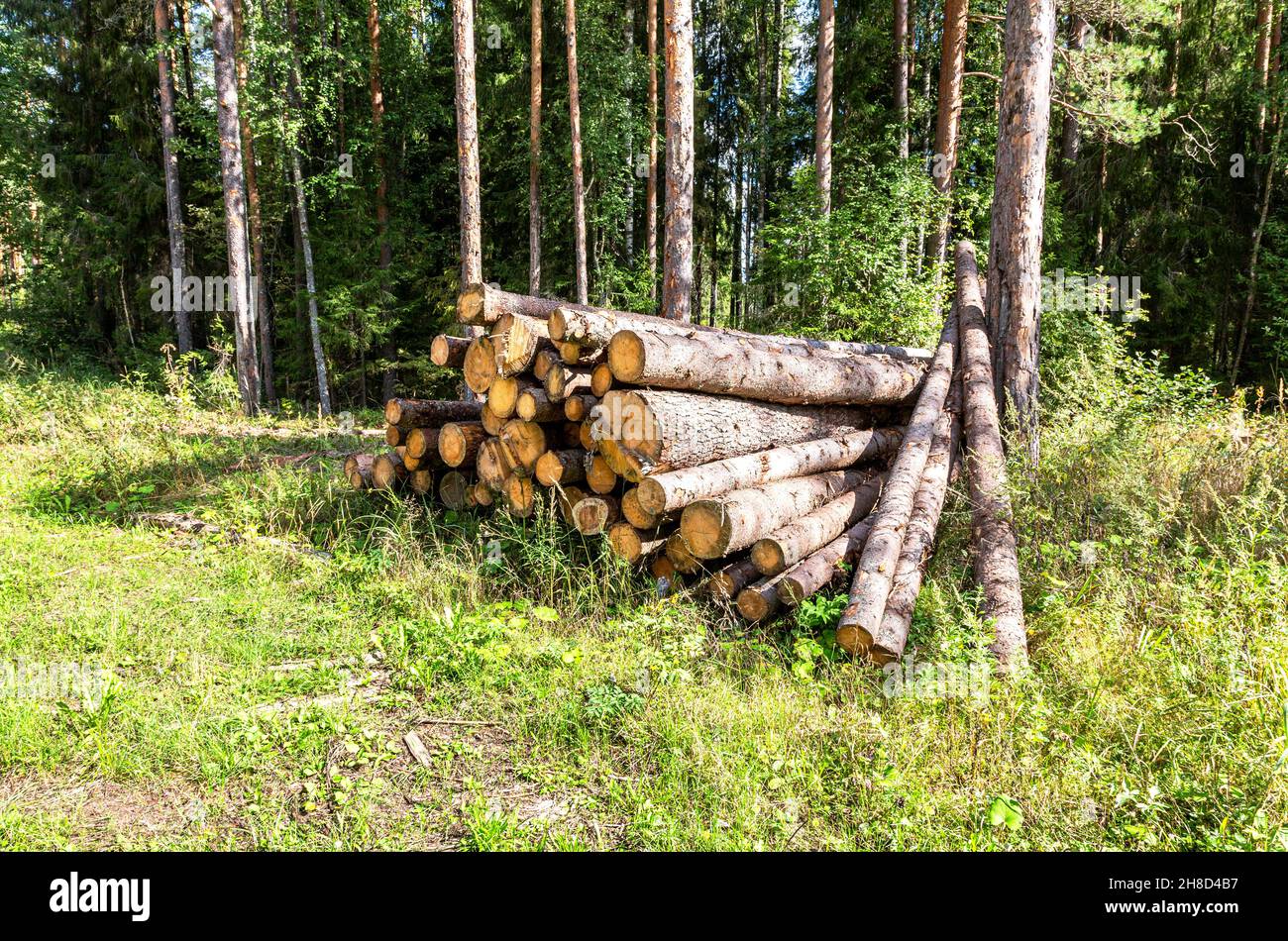 Man made woodland environment hi-res stock photography and images - Alamy