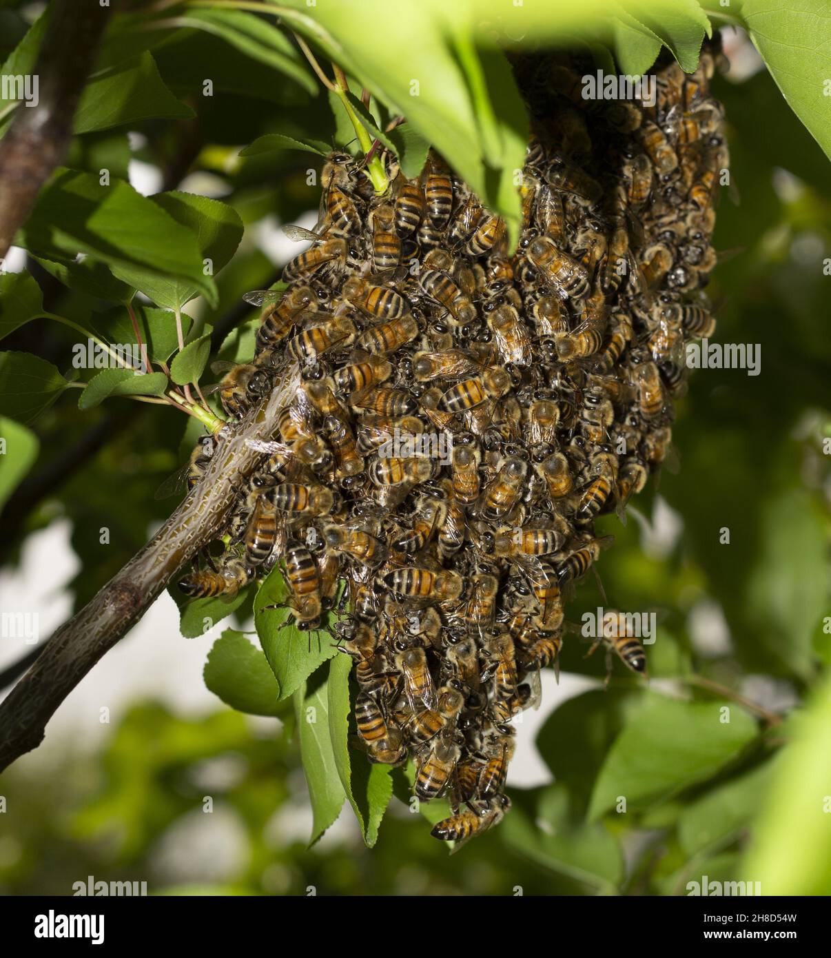 Closeup bee nest buzzing bees hi-res stock photography and images - Alamy