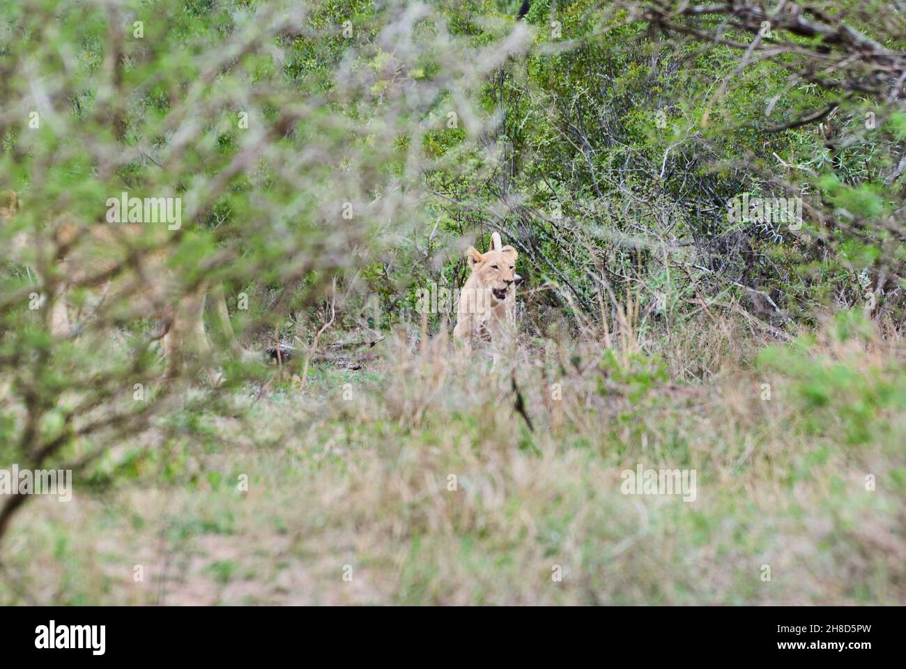 African Lion in its natural habitat in the bush Stock Photo - Alamy