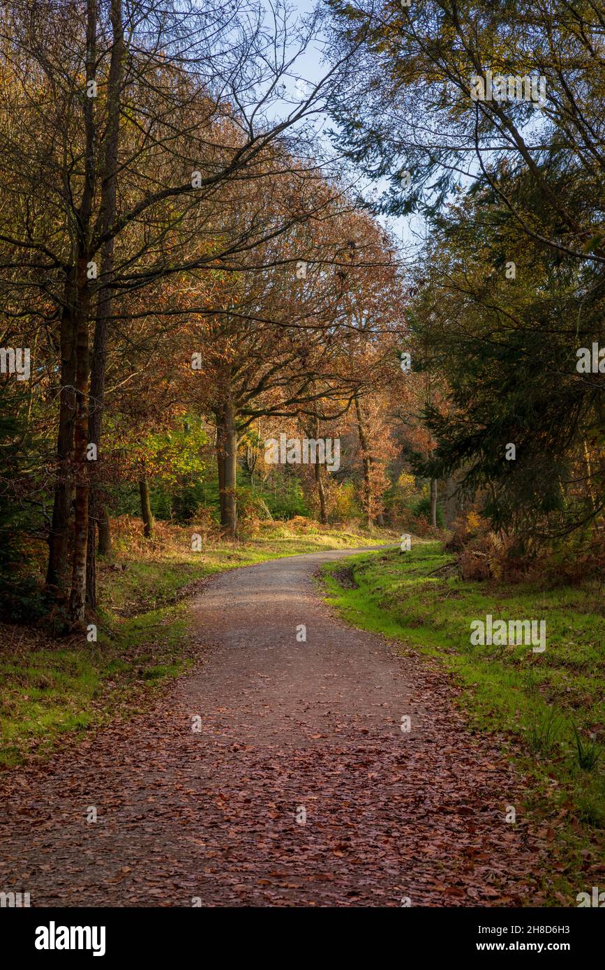 Autumn in the Wyre Forest in Worcestershire, England Stock Photo - Alamy