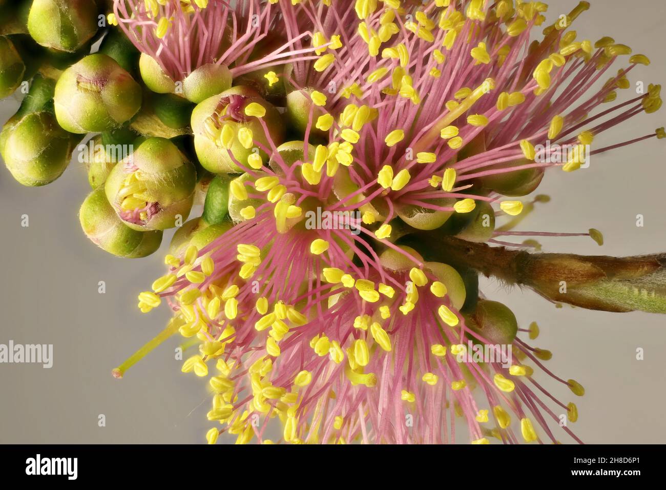 Isolated view of Bottlebrush (Callistemon) 'Pink Champagne ...