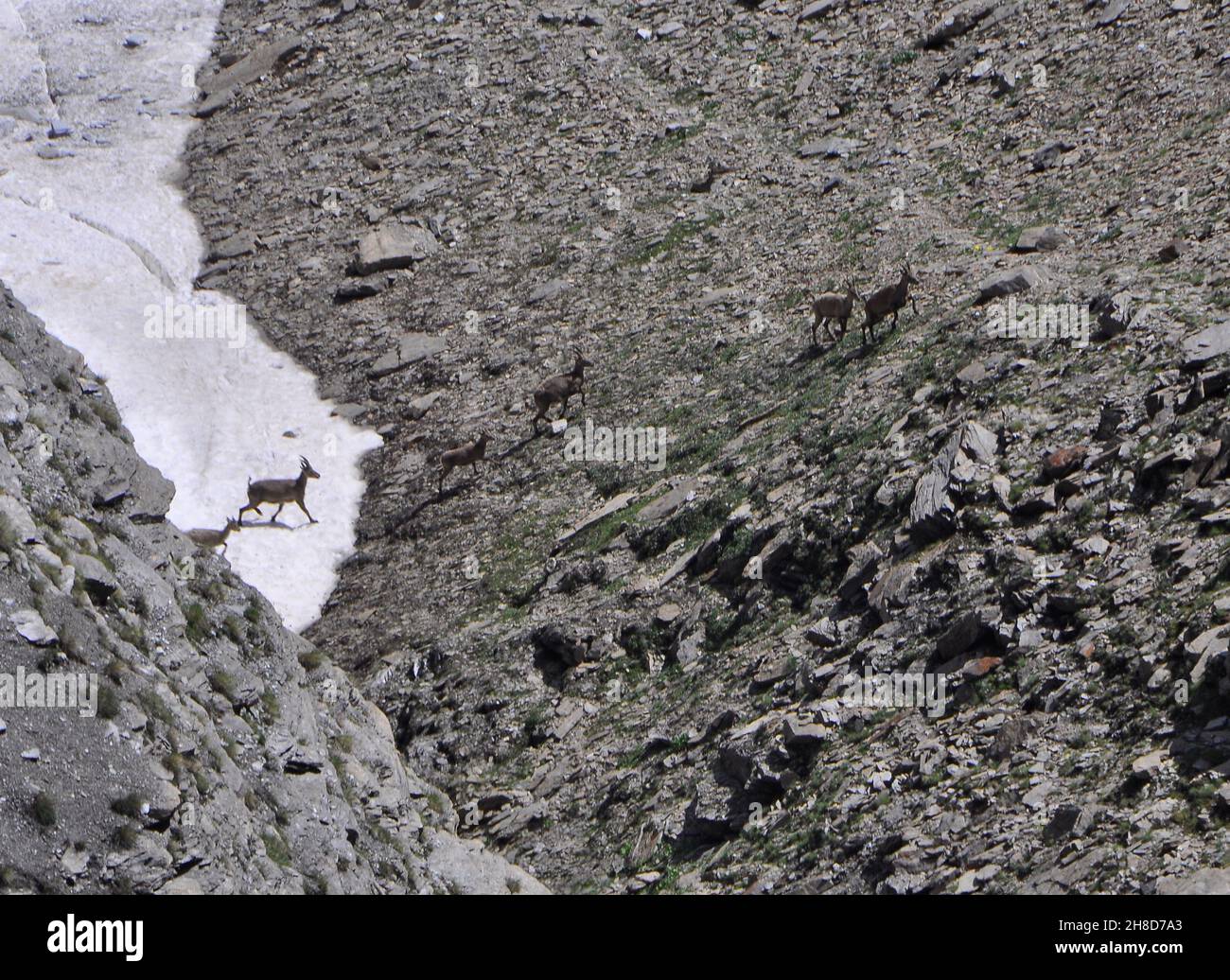 Izards in the Alps of France Stock Photo - Alamy