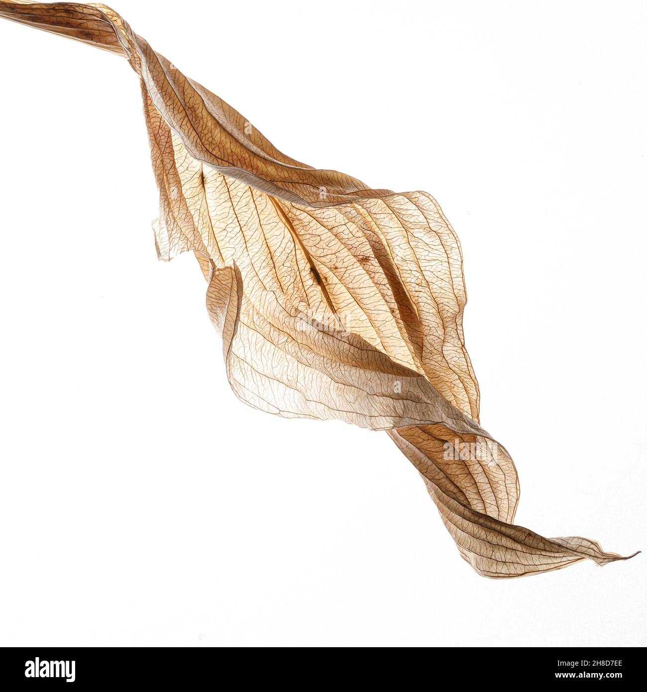 Dried Hosta leaf on white Stock Photo - Alamy