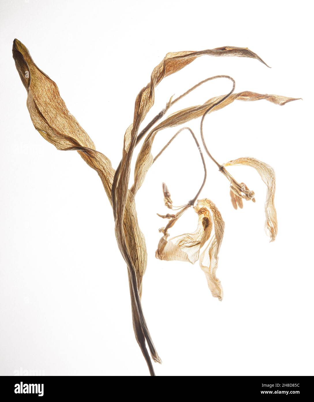 Dried tulips hi-res stock photography and images - Alamy