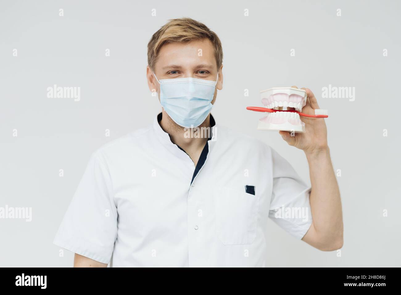Dentist showing the correct dental hygiene using mock-up of skeleton of ...