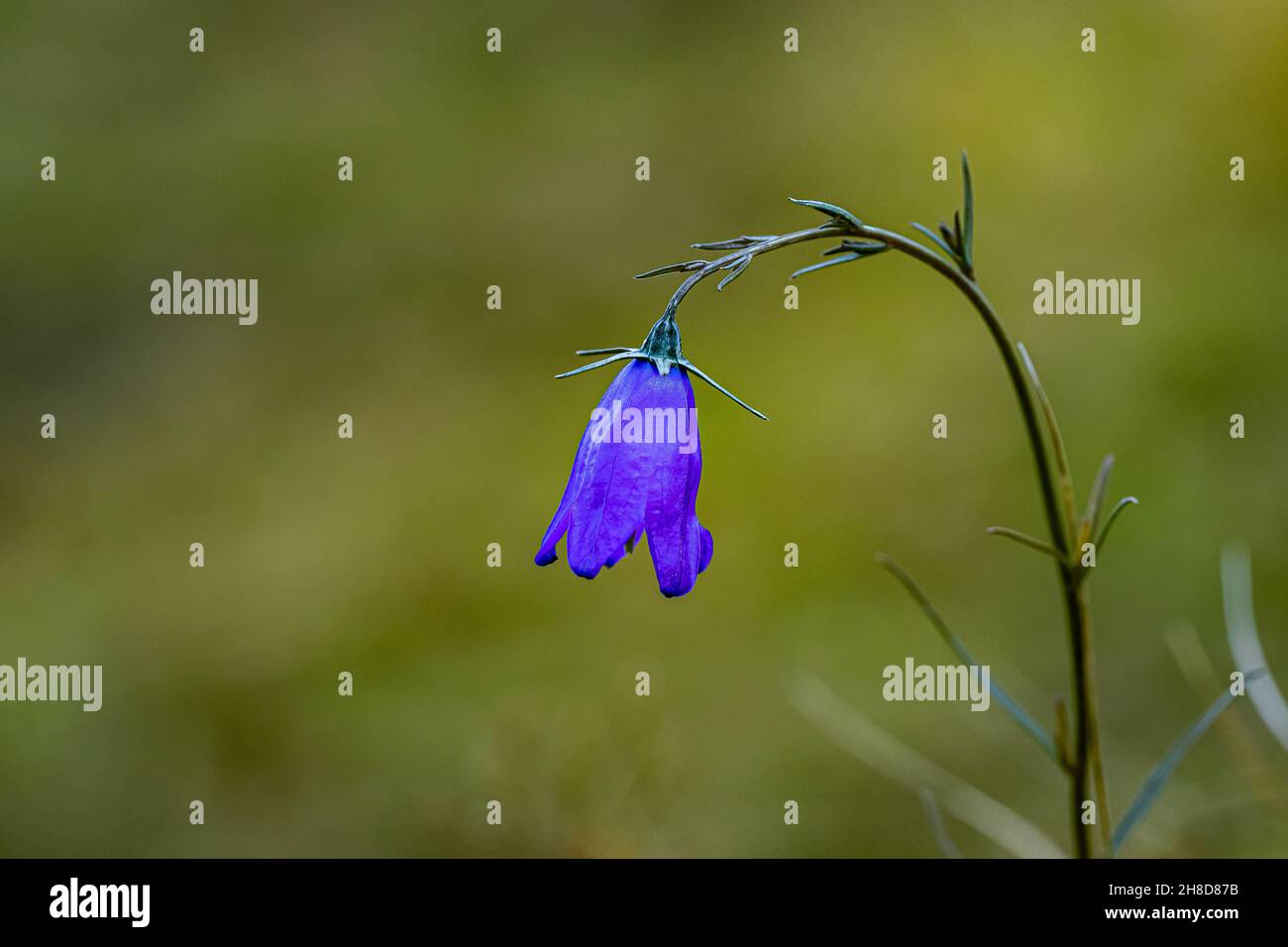 blue cowslip with calm background Stock Photo - Alamy