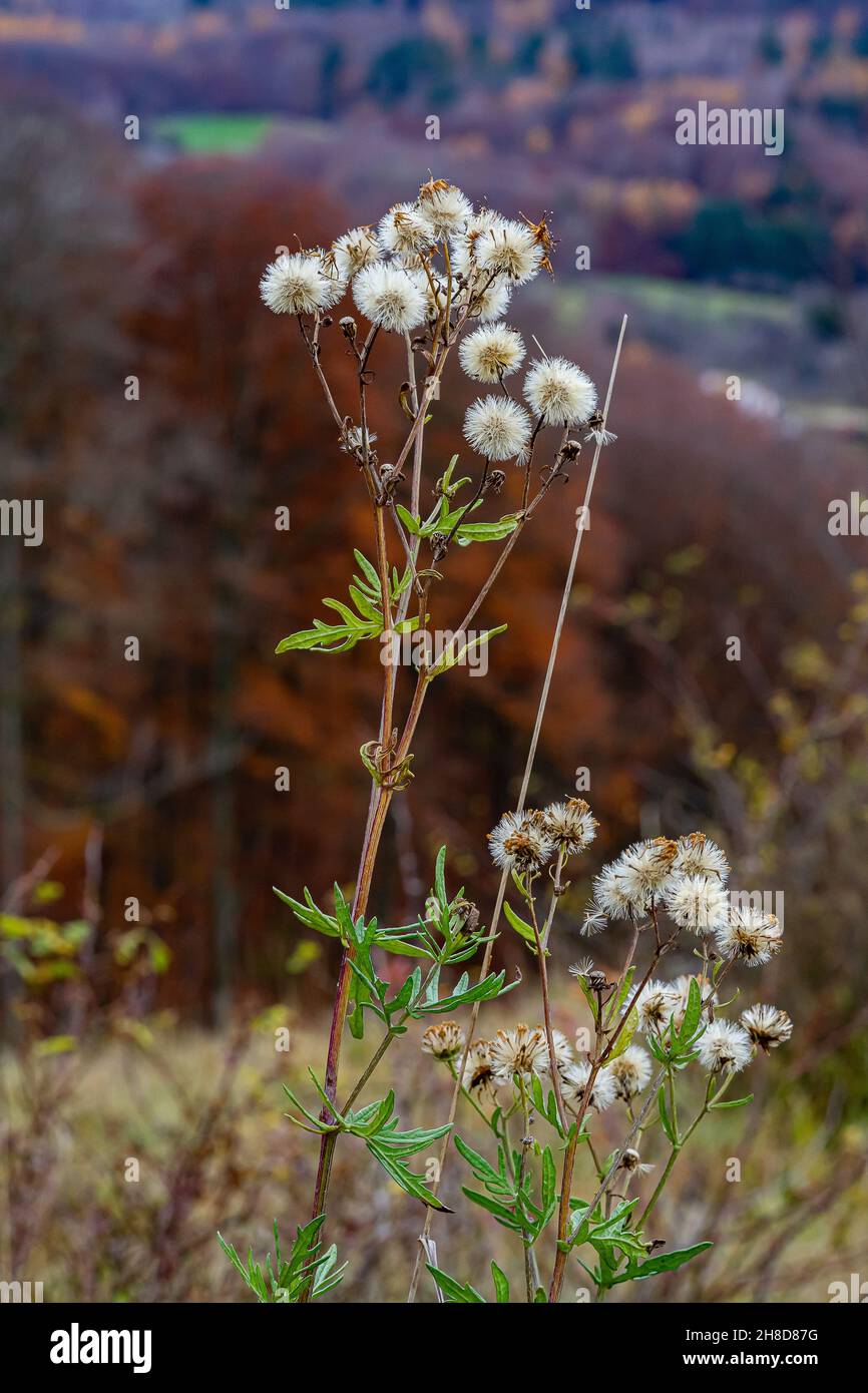 contrasting white thistle blossoms in winter Stock Photo - Alamy