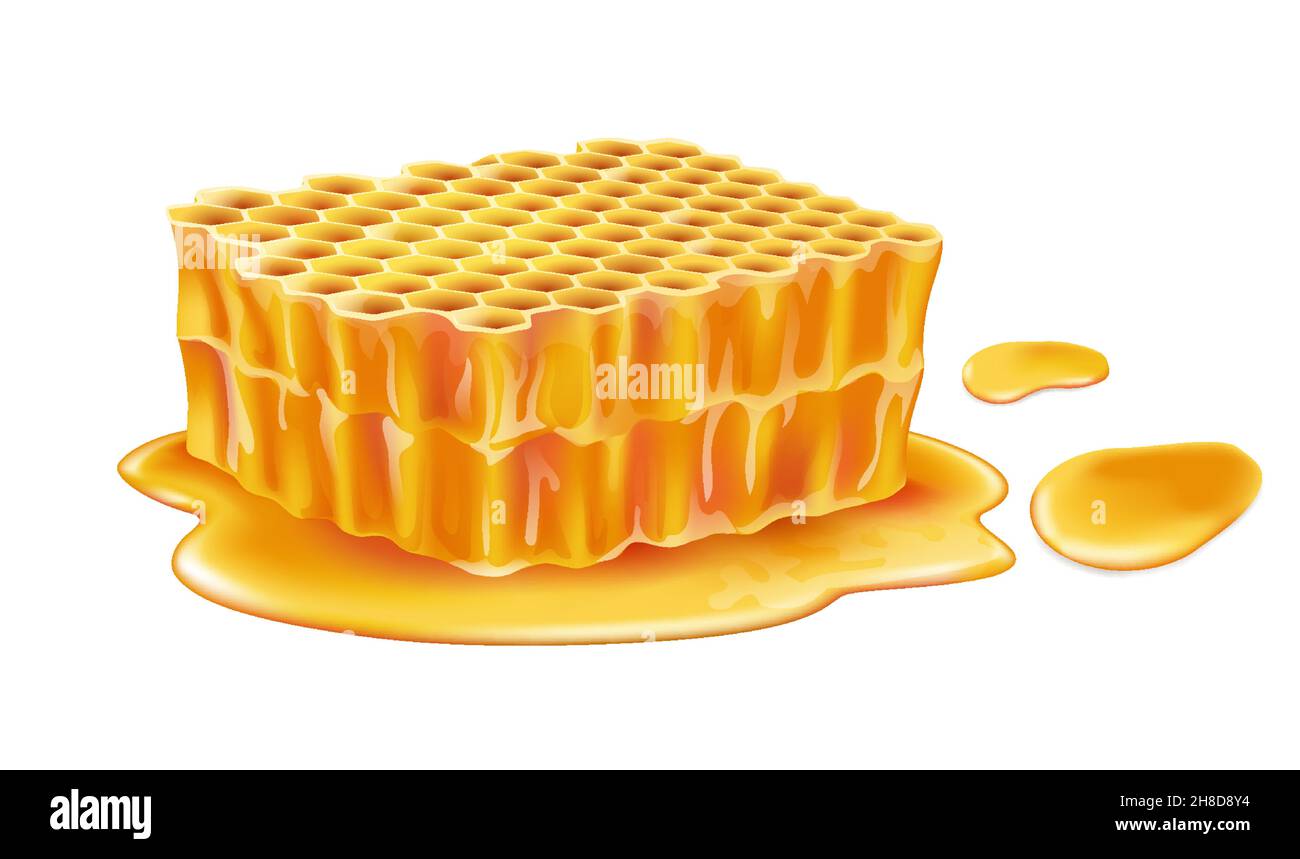 Sweet honey comb on white background, realistic vector illustration ...