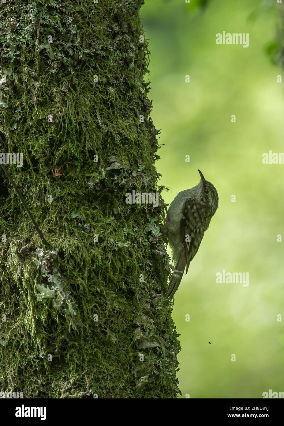 Treecreeper (Certhia familiaris), searching for food in woodland ...