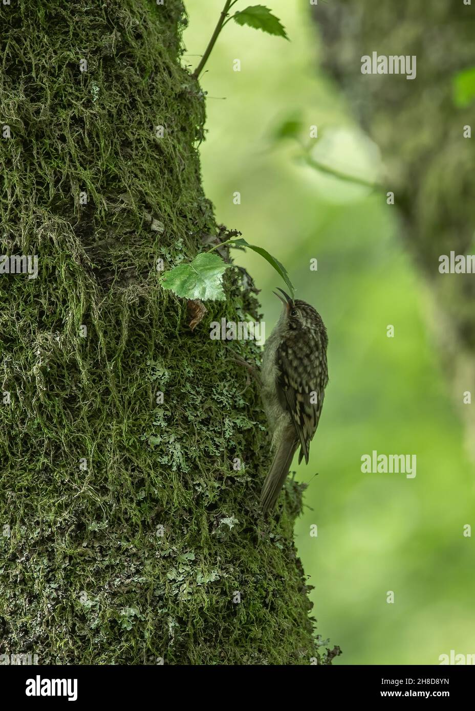 Treecreeper (Certhia familiaris), searching for food in woodland ...