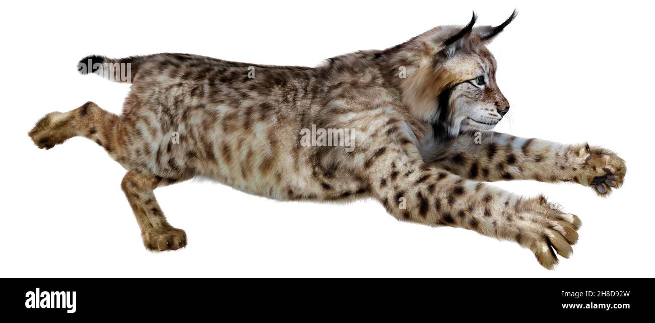 3D rendering of a wild animal lynx isolated on white background Stock ...