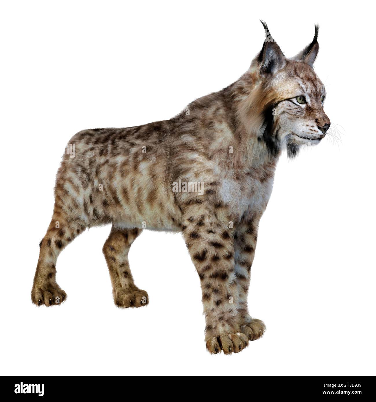 3D rendering of a wild animal lynx isolated on white background Stock ...