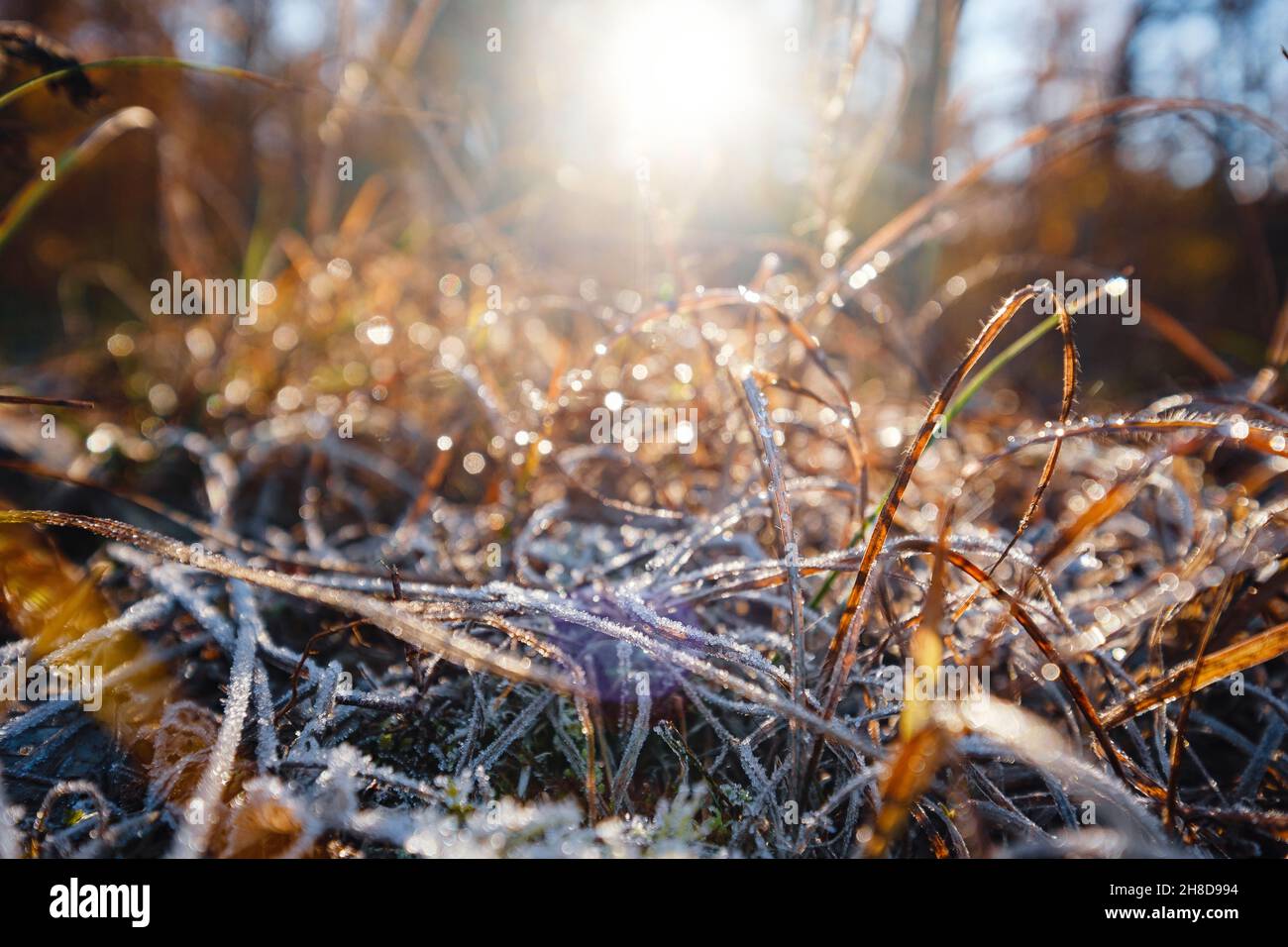 autumn leaves and grass in ice . first frost, dry leaf close-up ...