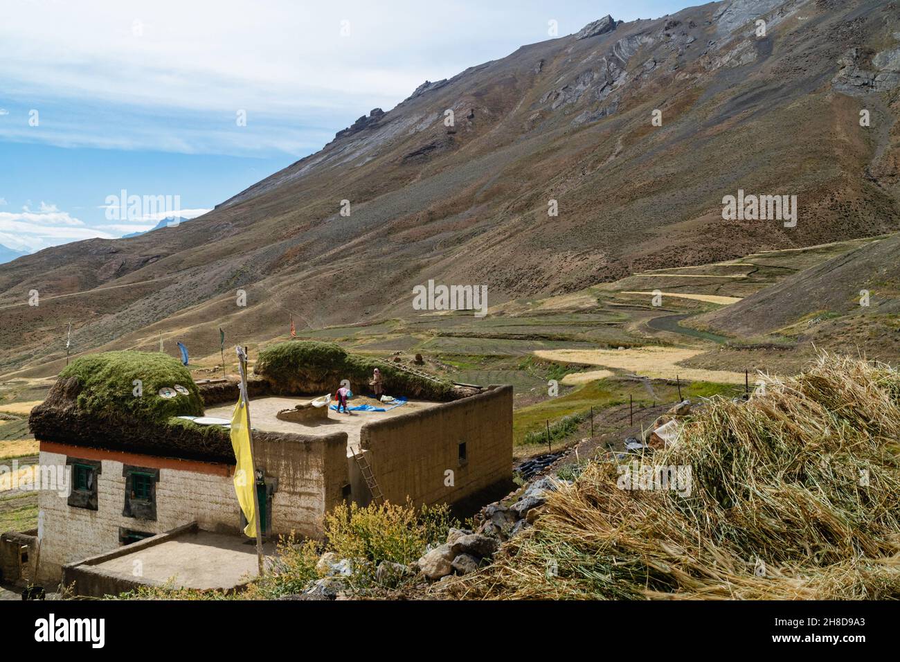 Women working the wheat harvest on house rooftop surrounded by animal ...