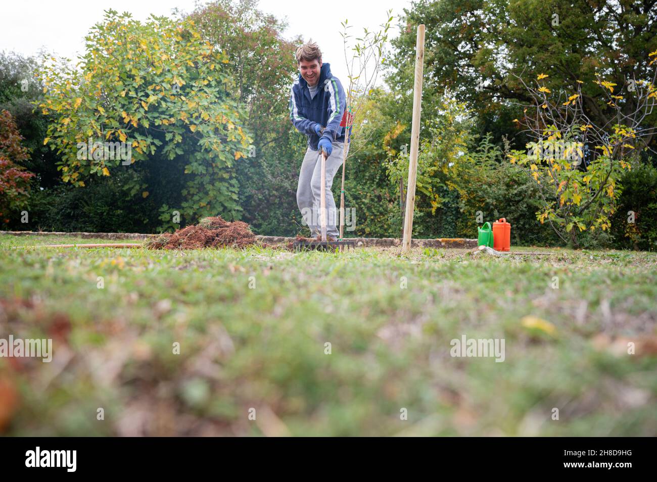 Male gardener using rakes to finish up planting young new olive tree ...