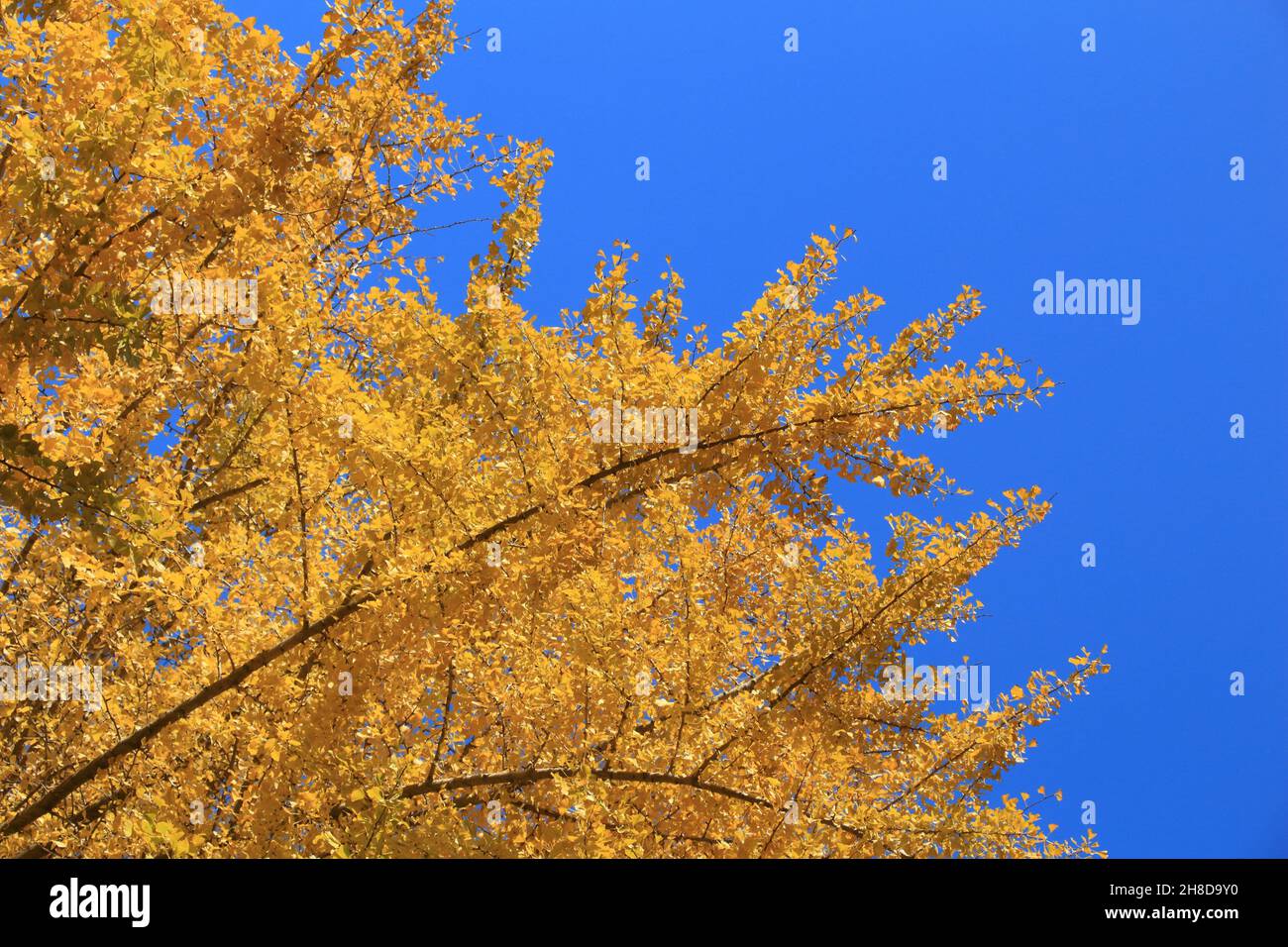 Autumn ginkgo tree yellow foliage in Kamakura, Japan. Japanese autumn colors Stock Photo - Alamy