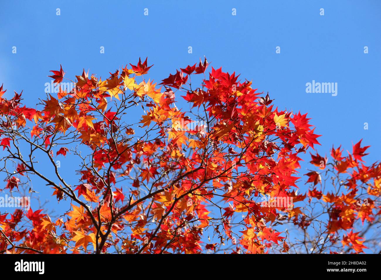 Autumn colors in Japan. Red and orange momiji leaves (maple tree) in ...