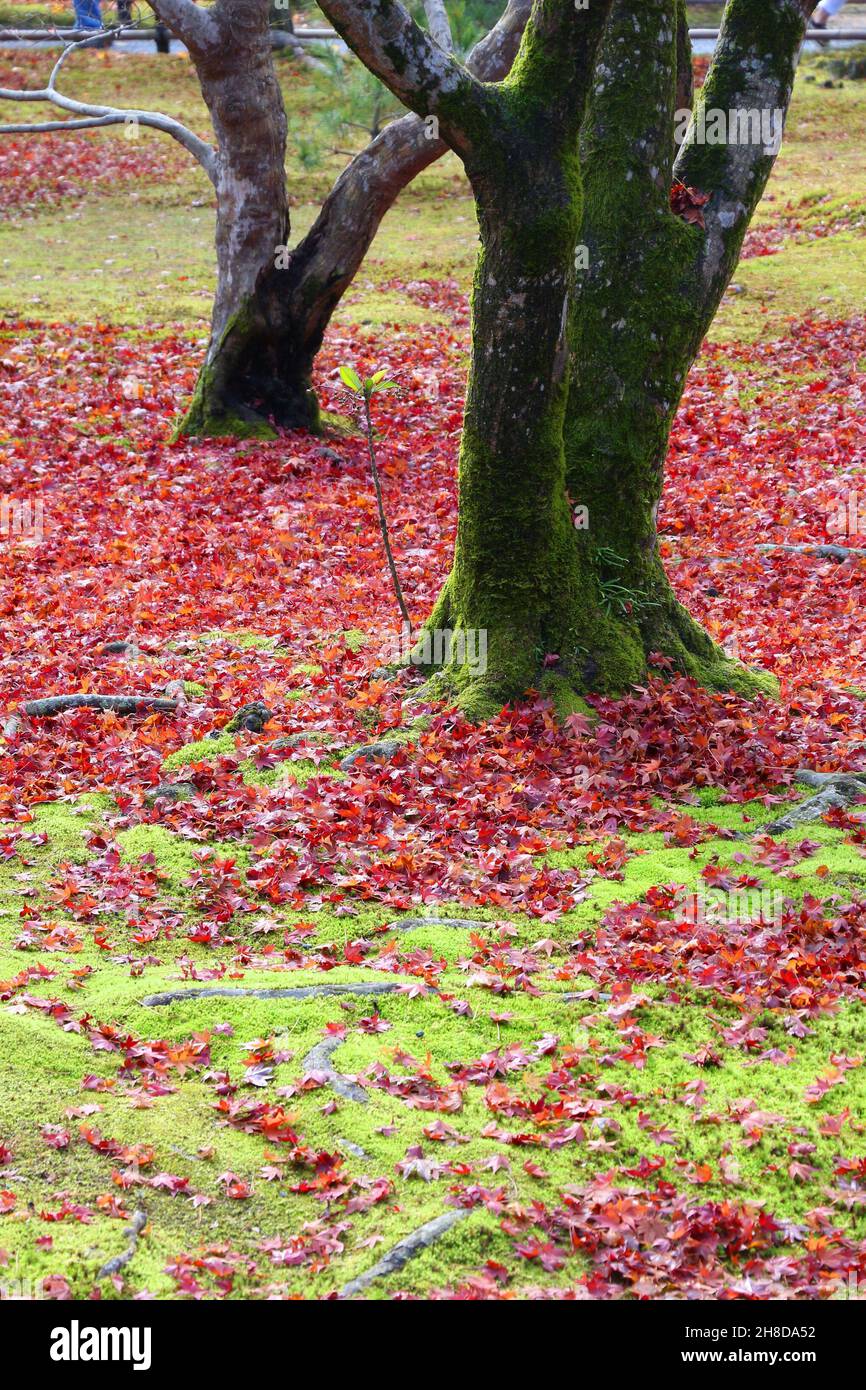 Autumn leaves in Japan - fallen red maple leaves (momiji) in Kyoto. Japanese garden Stock Photo ...