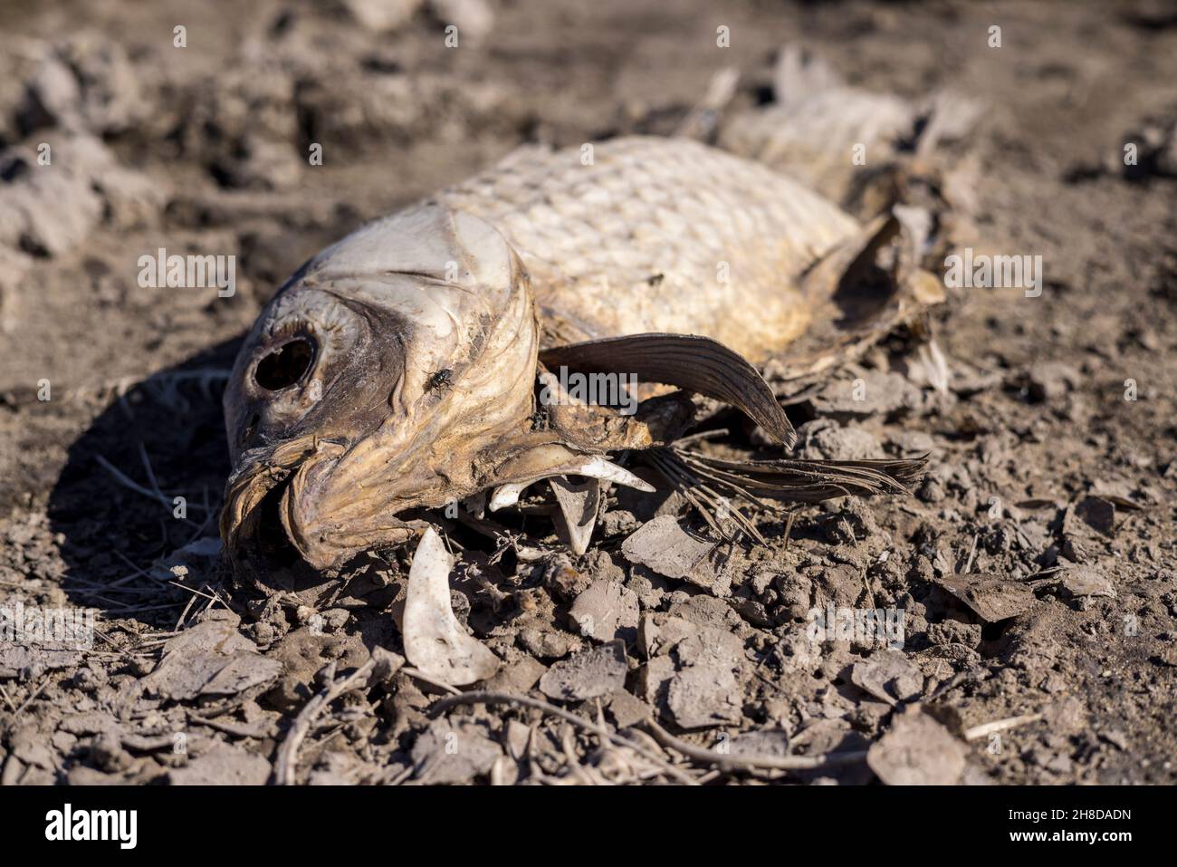 Dead fish with a fly crawling on it. Animal suffocated after water cut ...