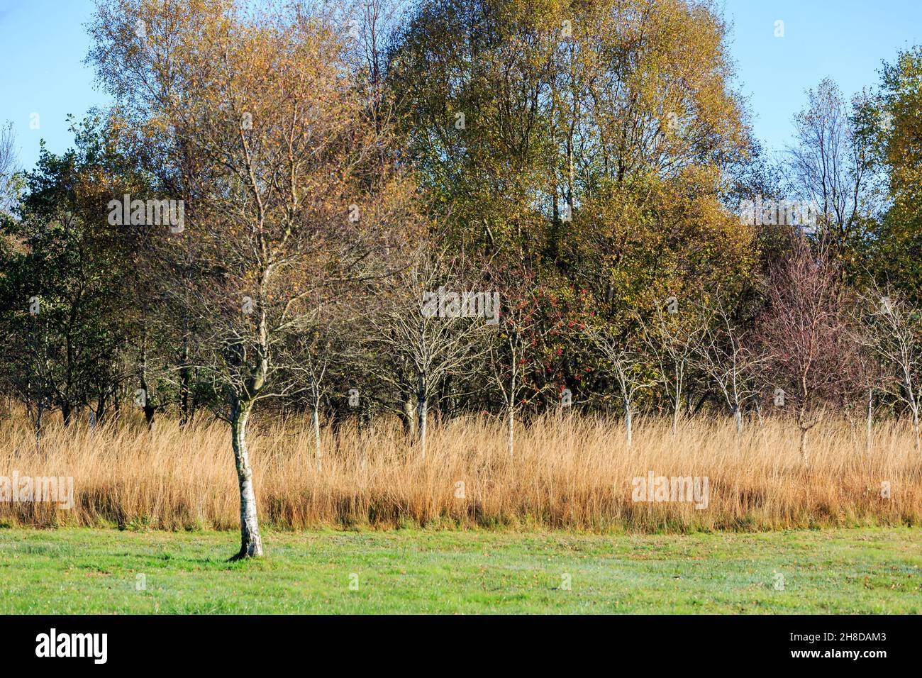 View into a small Scottish woodland area with some small Rowan trees ...