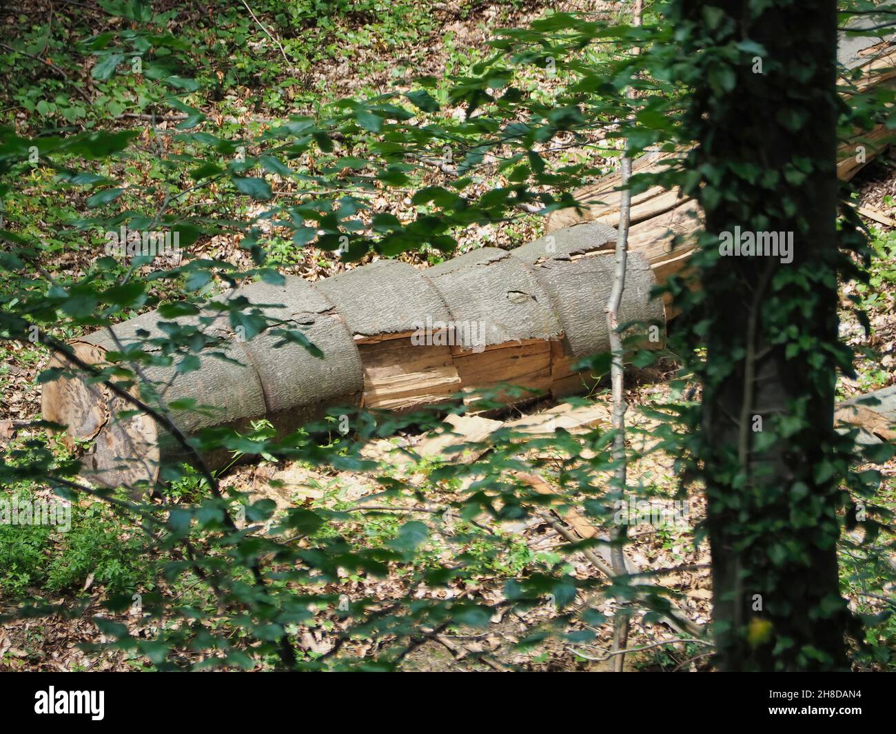 Scenic shot of cut tree pieces on the ground in the garden Stock Photo ...