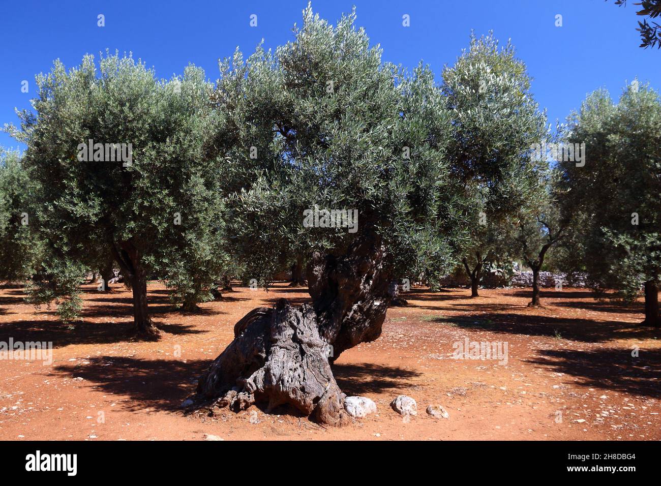Apulia old olive trees - olive oil making region in Bari Province ...