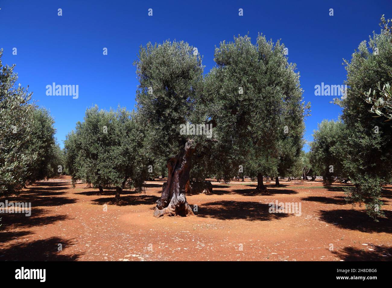 Apulia old olive trees - olive oil making region in Bari Province ...