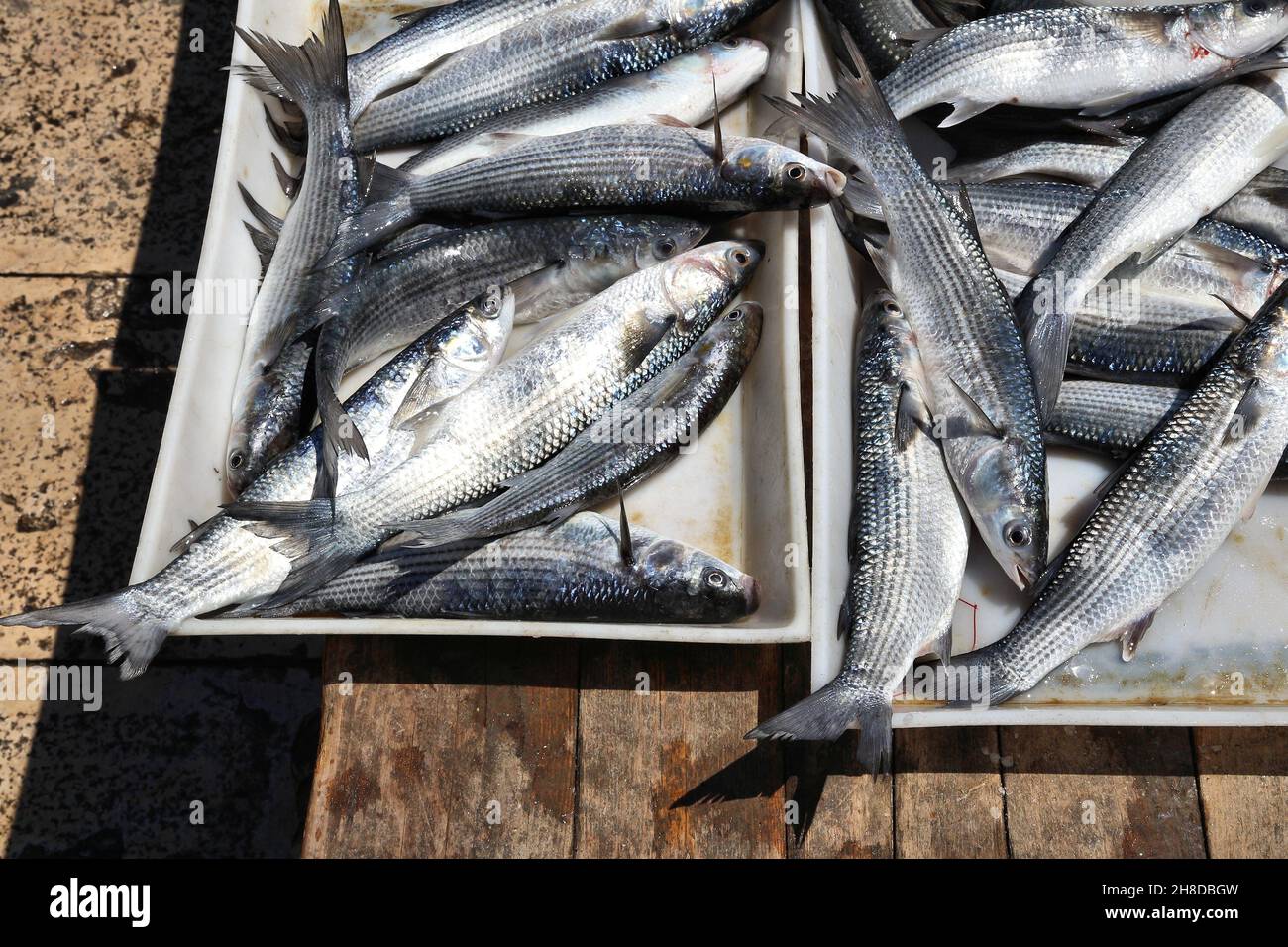 Italy - fresh fish market in Bari. Herring fish - catch of the day ...