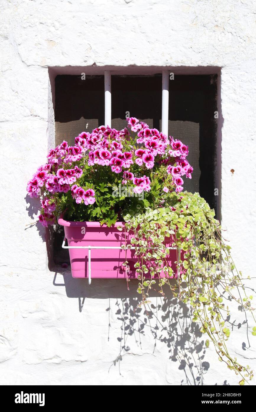 Rose geranium or sweet scented geranium (Pelargonium graveolens) in a ...