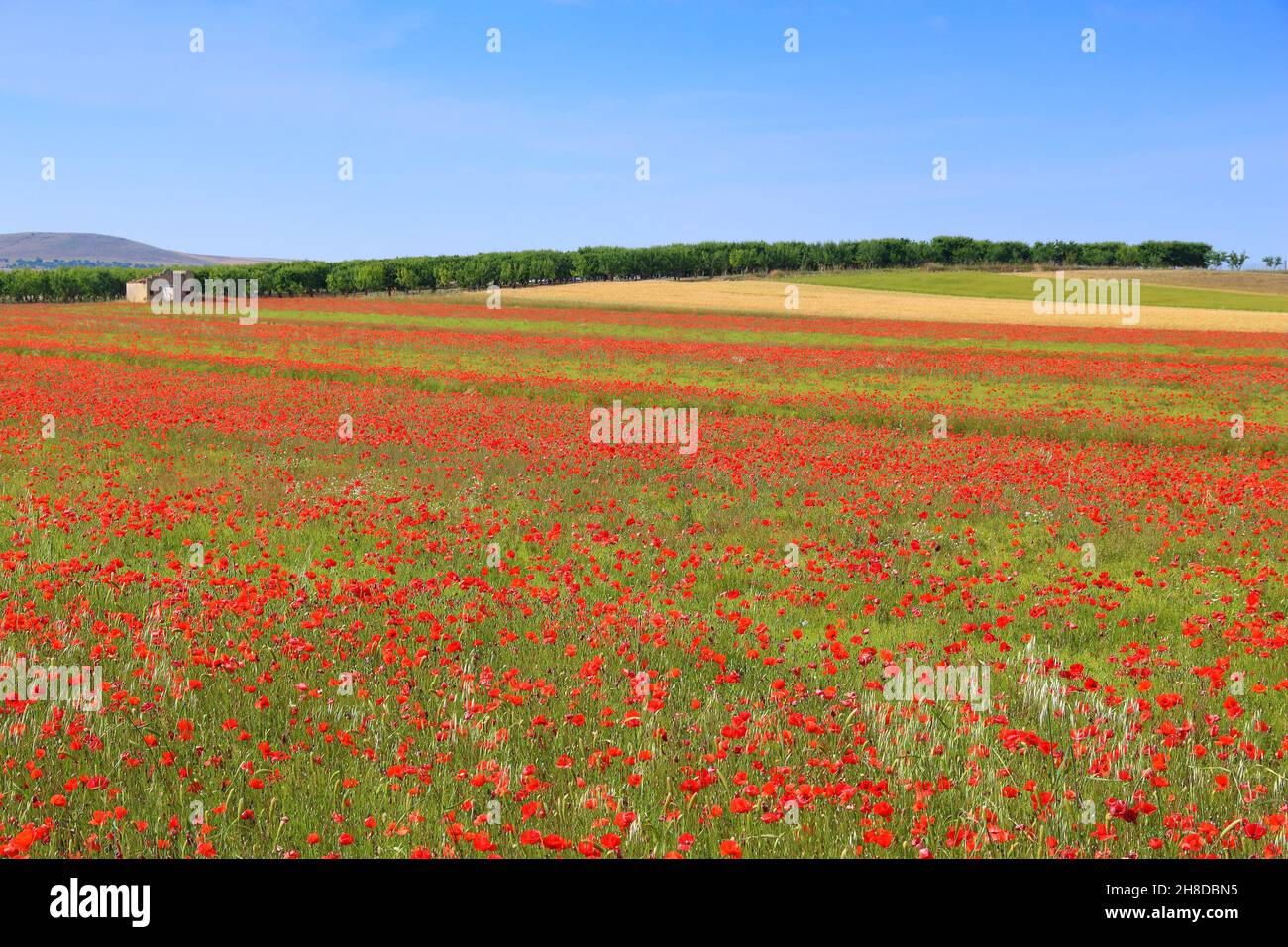 Springtime landscape - poppy field in Apulia region of Italy Stock ...