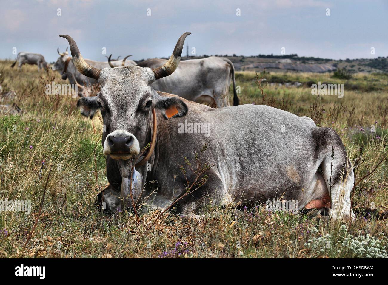 Cow grazing in Matera, Italy. Italian countryside cattle maremmana ...