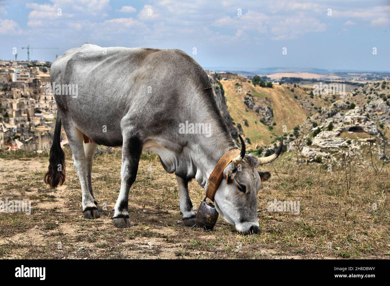 Cow grazing over Matera, Italy. Sassi districts of rock and cave houses ...