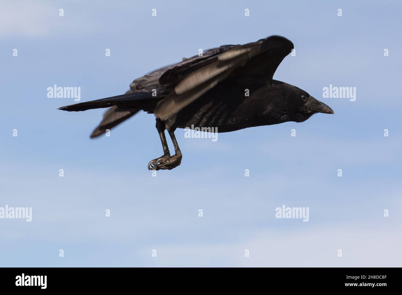 Crow flying in the blue sky Stock Photo - Alamy