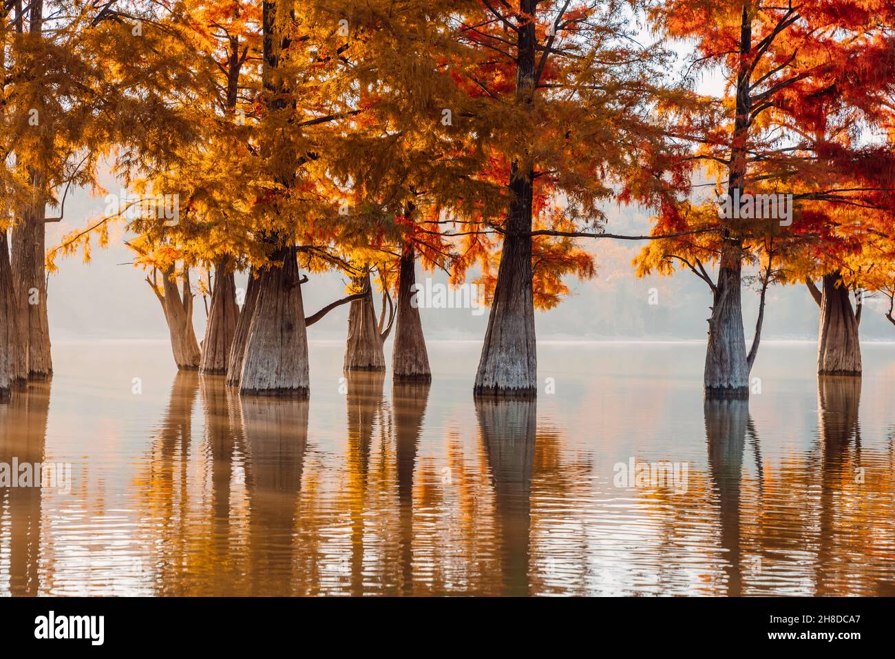 Swamp trees with red needles and reflection on water. Autumnal trees in ...