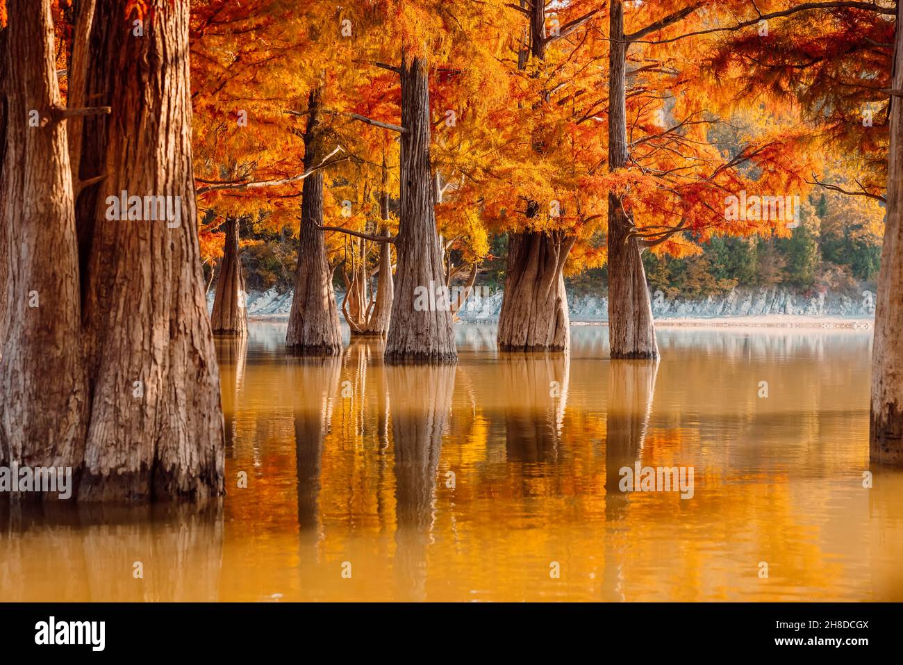 Trees in water with orange needles. Autumnal swamp cypresses on lake ...