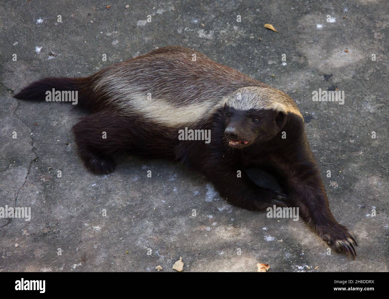 Badger zoo hi-res stock photography and images - Alamy