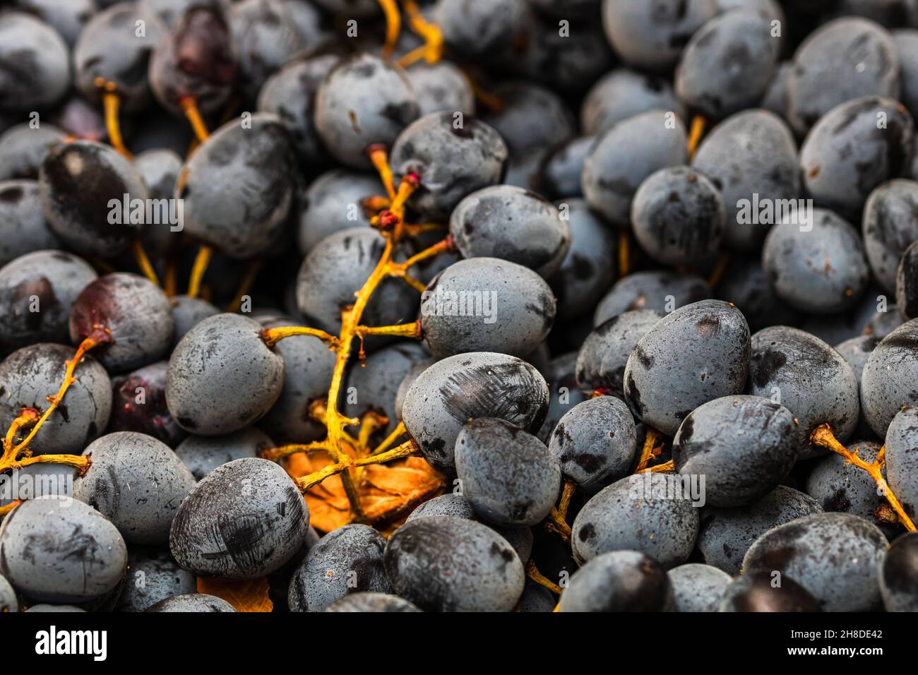 Close up of ripe grapes, background of grapes Stock Photo - Alamy