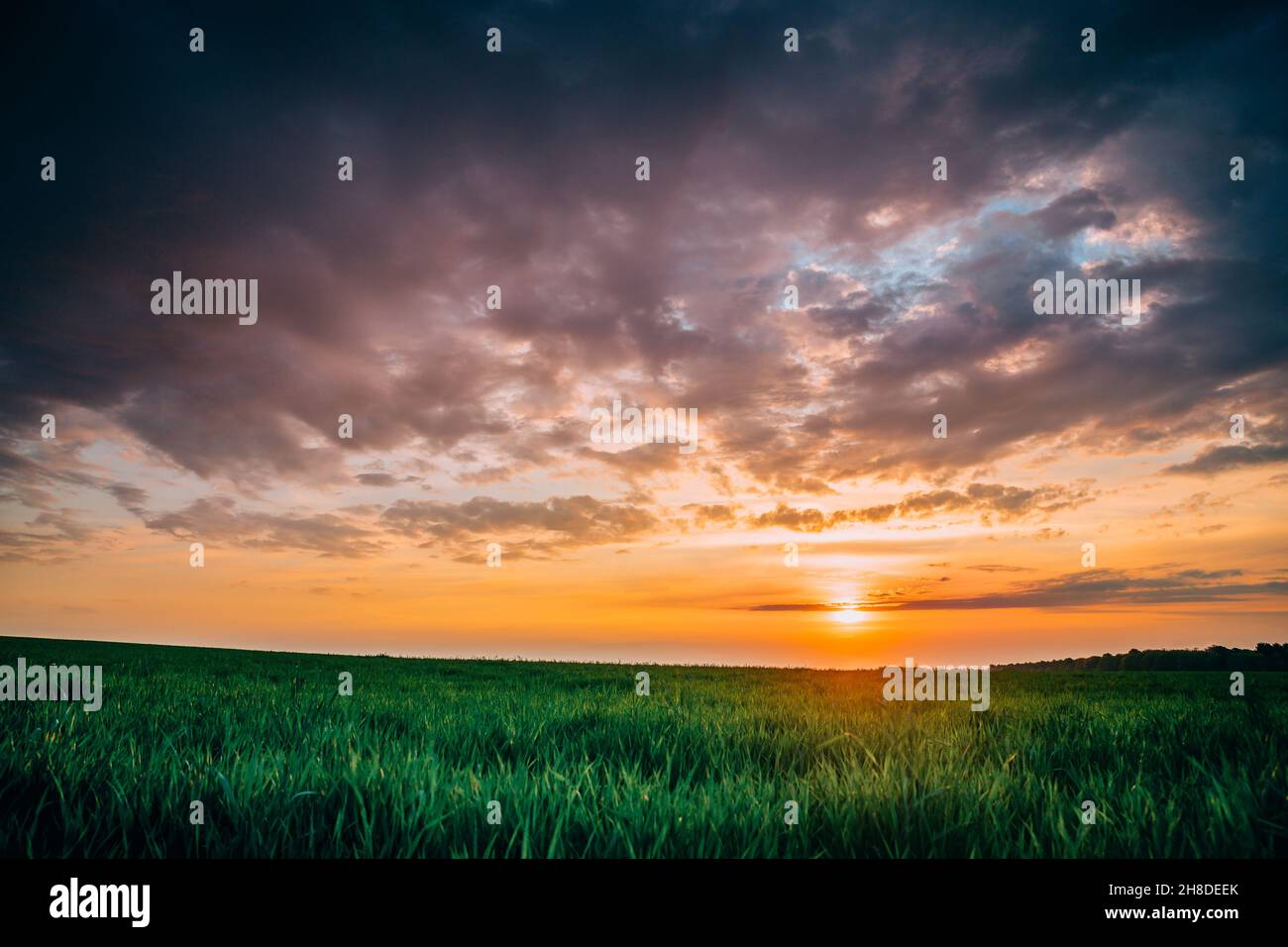 Spring Sunset Sky Above Countryside Rural Meadow Landscape. Wheat Field ...