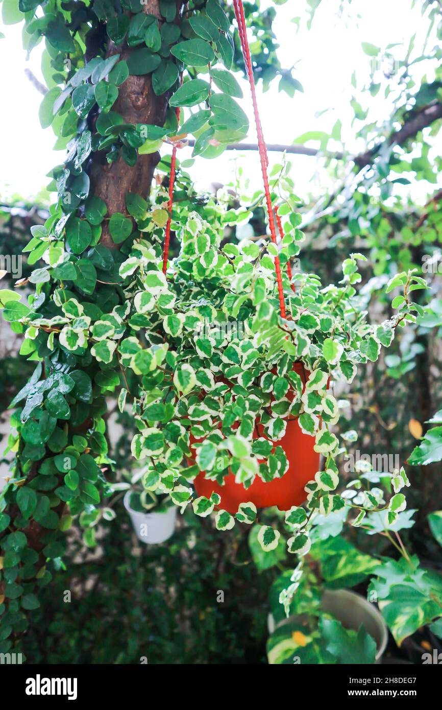 Ficus pumila L, Climbing fig or MORACEAE or Ficus pumila plant Stock ...