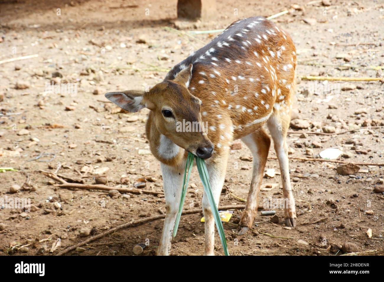 The chital, also known as spotted deer, chital deer, and axis deer, is ...