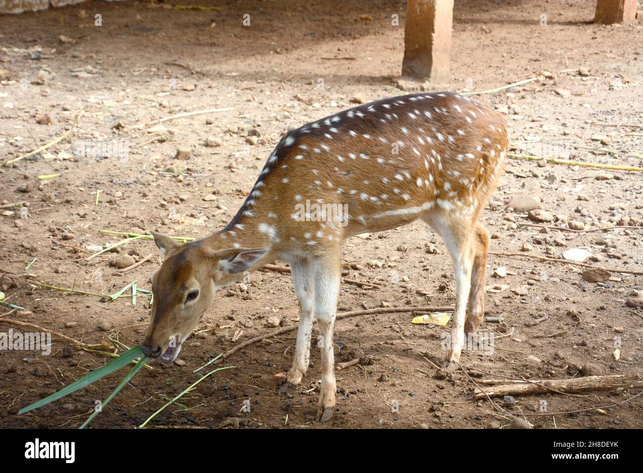 The chital, also known as spotted deer, chital deer, and axis deer, is ...