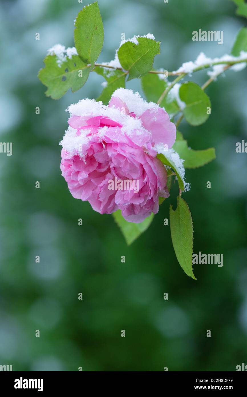 pink rose - St Swithun - covered in snow - Scotland, UK Stock Photo - Alamy